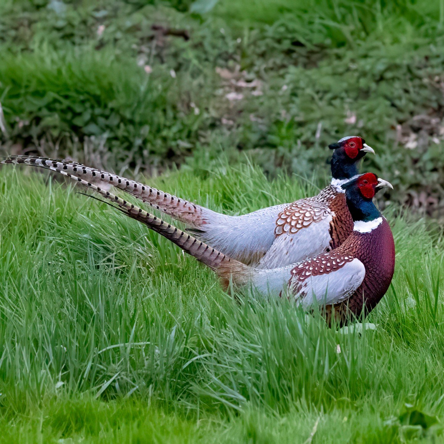 5 Best Game Birds to Raise for Meat and Eggs (with Pictures)