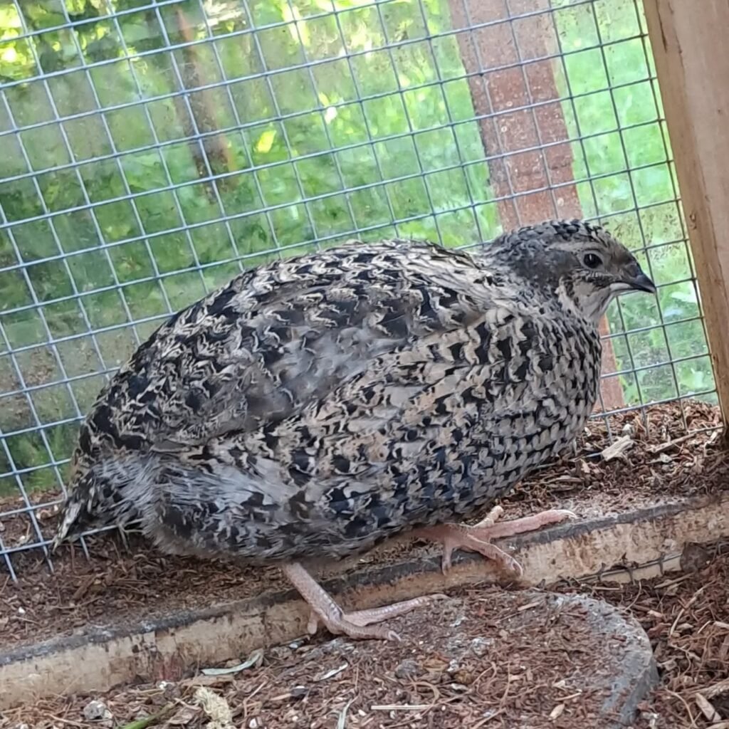 5 Best Game Birds to Raise for Meat and Eggs (with Pictures)