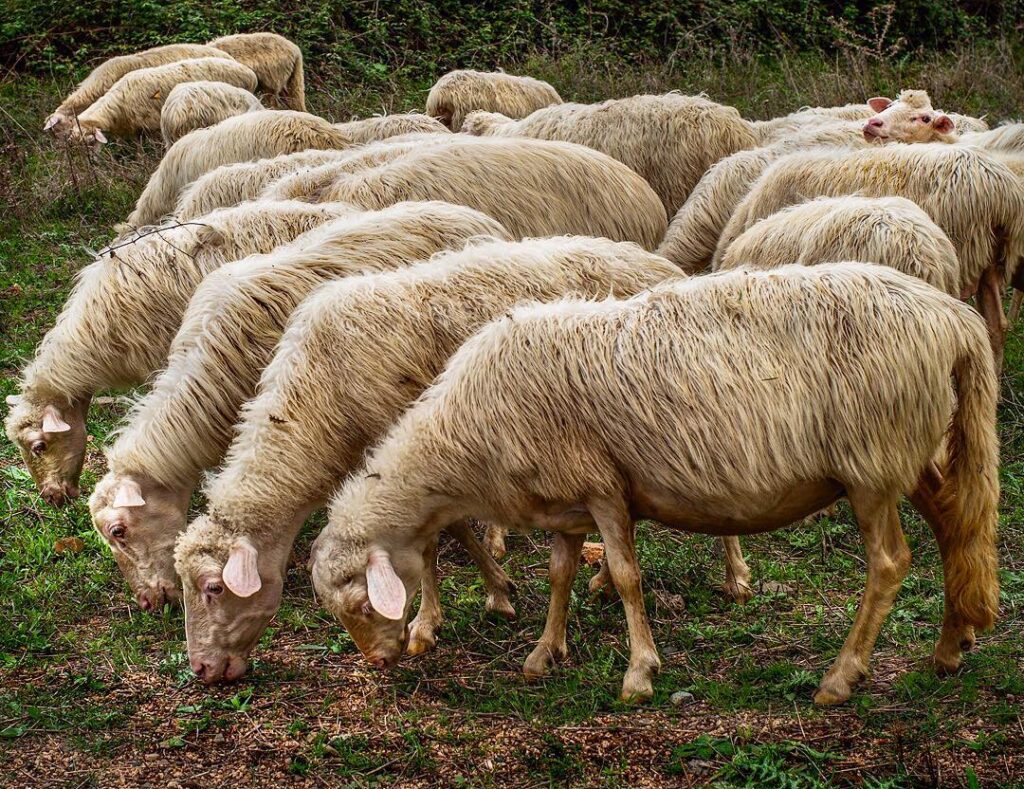 10 Best Dairy Sheep Breeds for Milk Production (With Pictures)