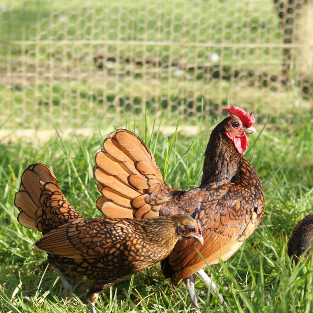 35+ Beautiful Bantam Chicken Breeds for Hobby Farms