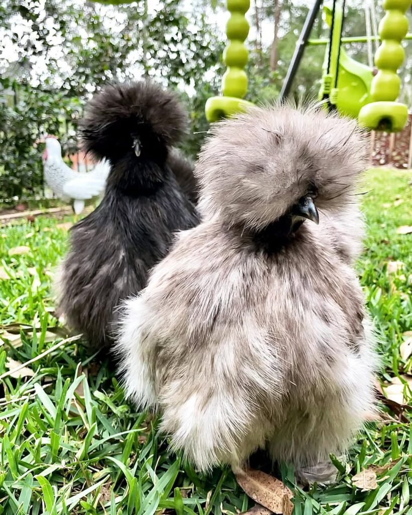 35+ Beautiful Bantam Chicken Breeds for Hobby Farms