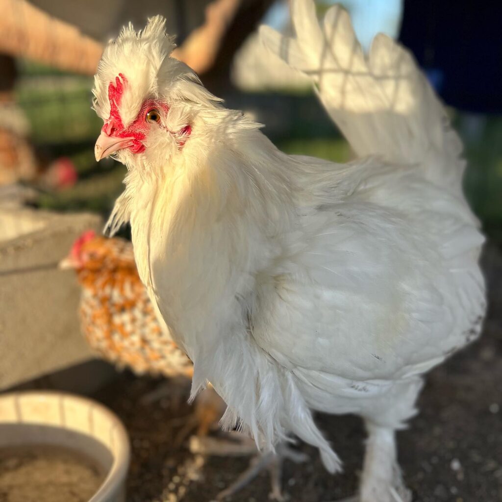 35+ Beautiful Bantam Chicken Breeds for Hobby Farms
