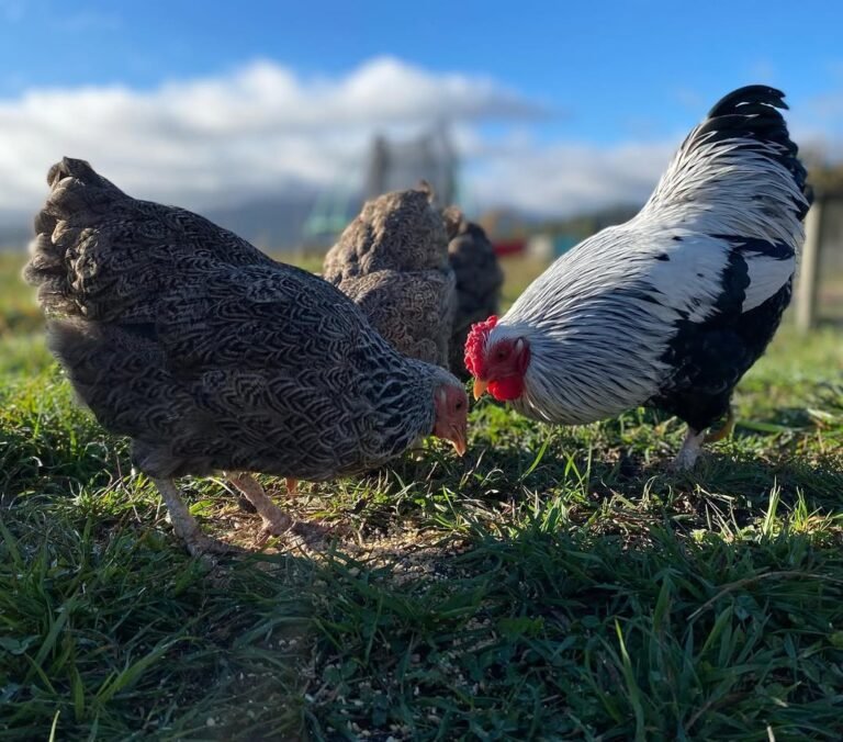 35+ Beautiful Bantam Chicken Breeds for Hobby Farms