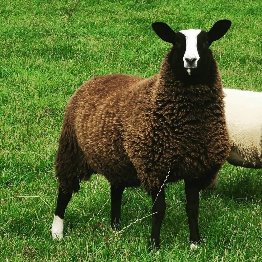 10 Best Dairy Sheep Breeds for Milk Production (With Pictures)