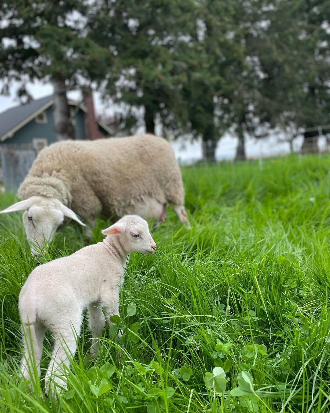 10 Best Dairy Sheep Breeds for Milk Production (With Pictures)