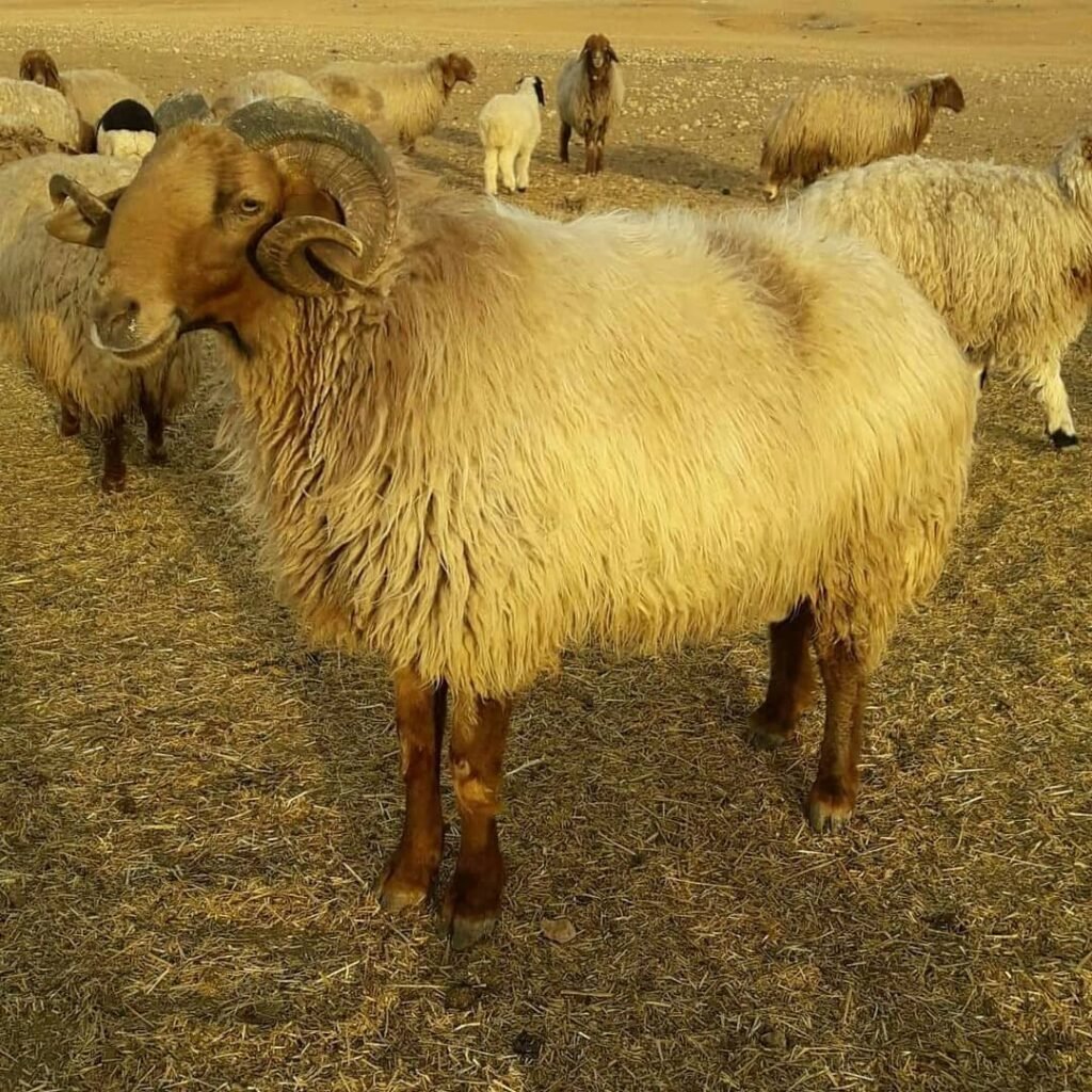 10 Best Dairy Sheep Breeds for Milk Production (With Pictures)