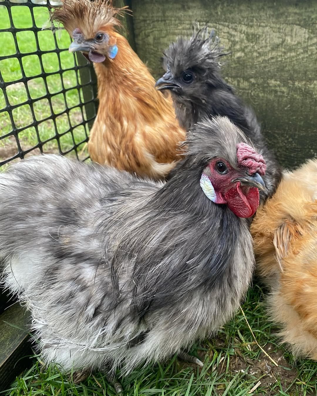 Silkie Bantam Chicken: An Ultimate Raise & Care Guide