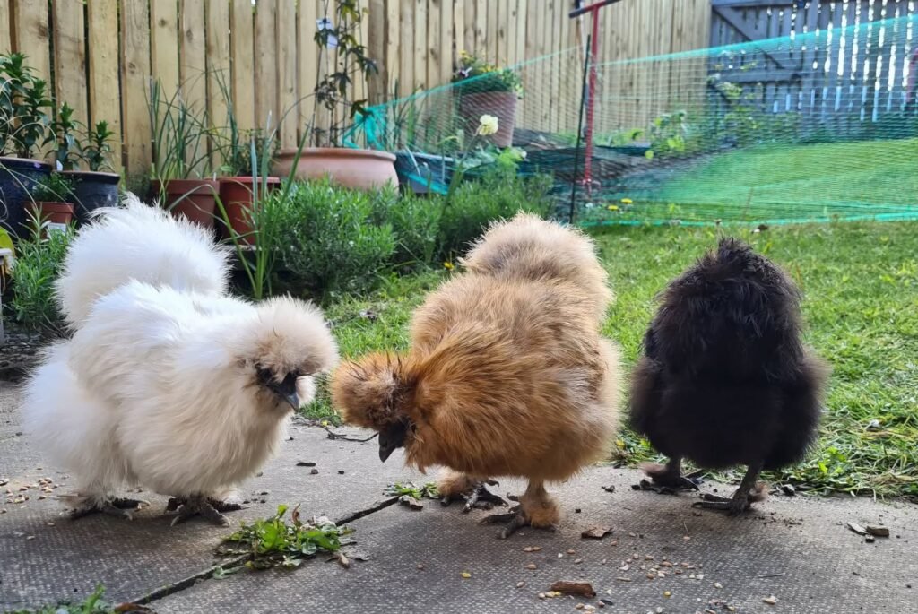 Silkie Bantam Chicken: An Ultimate Raise & Care Guide