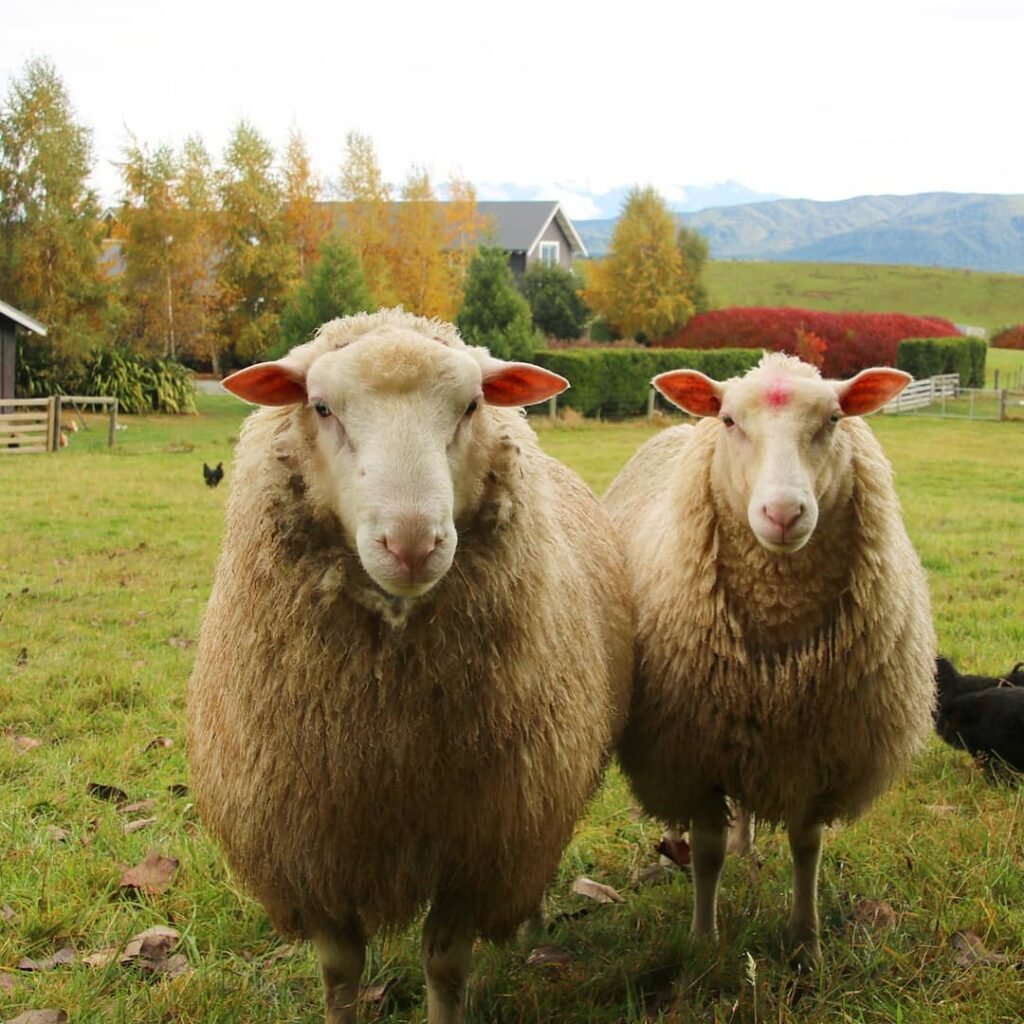 10 Best Dairy Sheep Breeds for Milk Production (With Pictures)