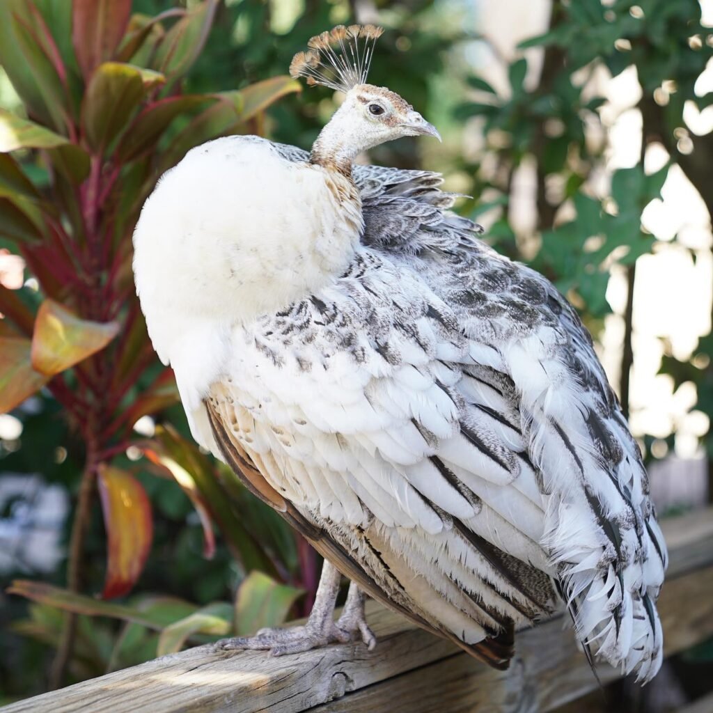5 Best Game Birds to Raise for Meat and Eggs (with Pictures)