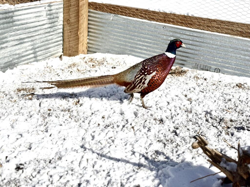 20 Pros and Cons of Raising Pheasants That You Need To Know