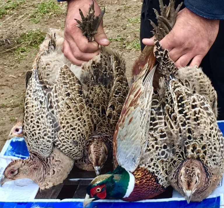 20 Pros and Cons of Raising Pheasants That You Need To Know