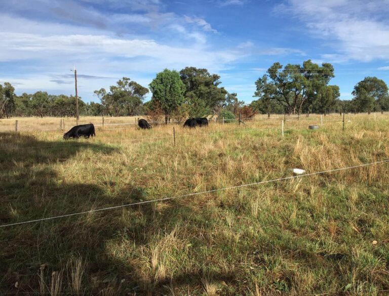10 Best Ranch Fence Ideas to Protect Your Farm and Homestead