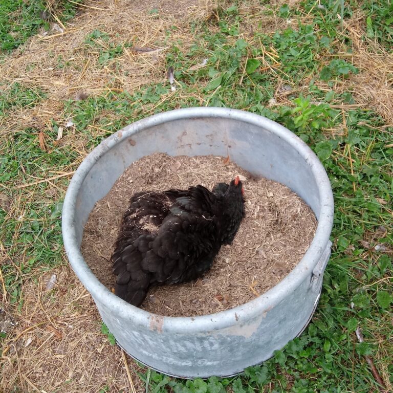 15 Best DIY Dust Bath Ideas for Chickens, Quails + Other Poultry