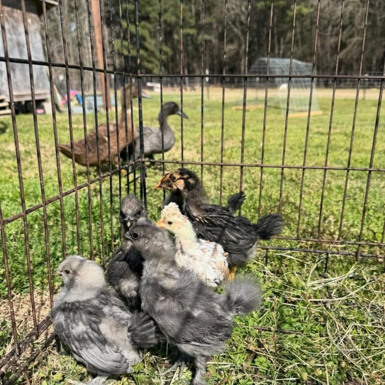 An Ultimate Homesteading Checklist: A Month-by-Month Guide
