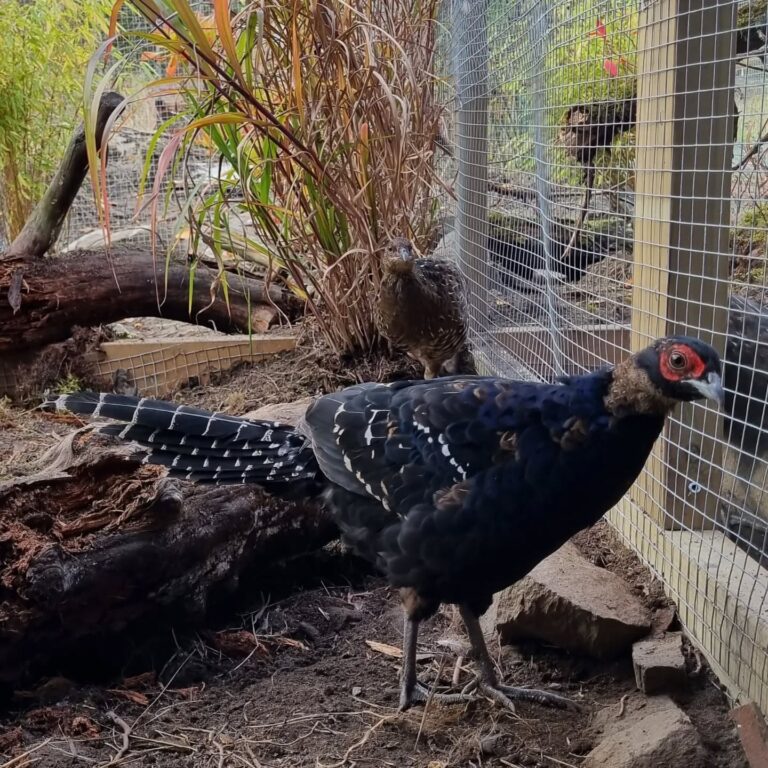 How to Raise Pheasants for Meat and Profit (Complete Guide)