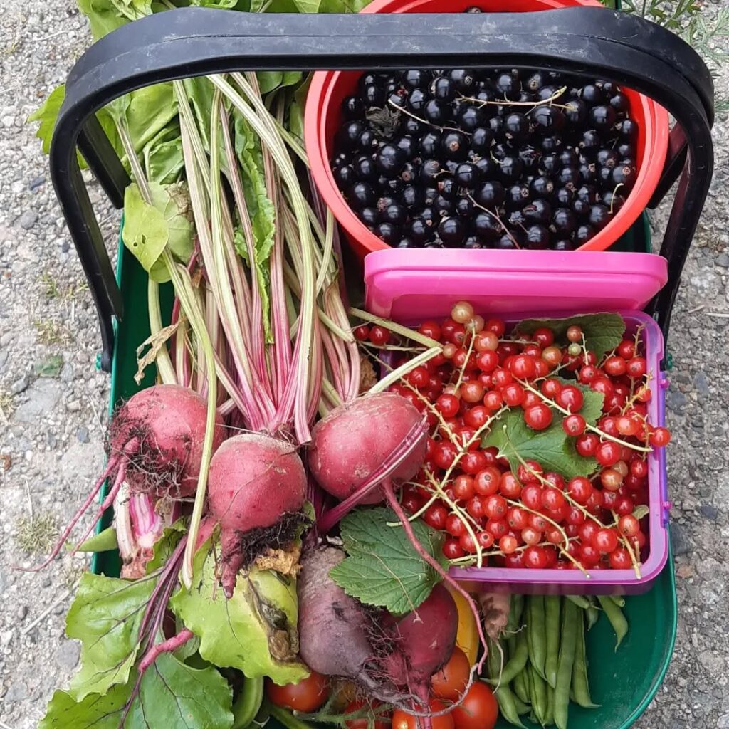 An Ultimate Homesteading Checklist: A Month-by-Month Guide