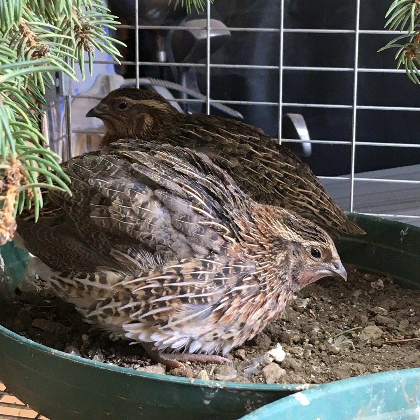 The Real Cost of Raising Jumbo Brown Coturnix Quail