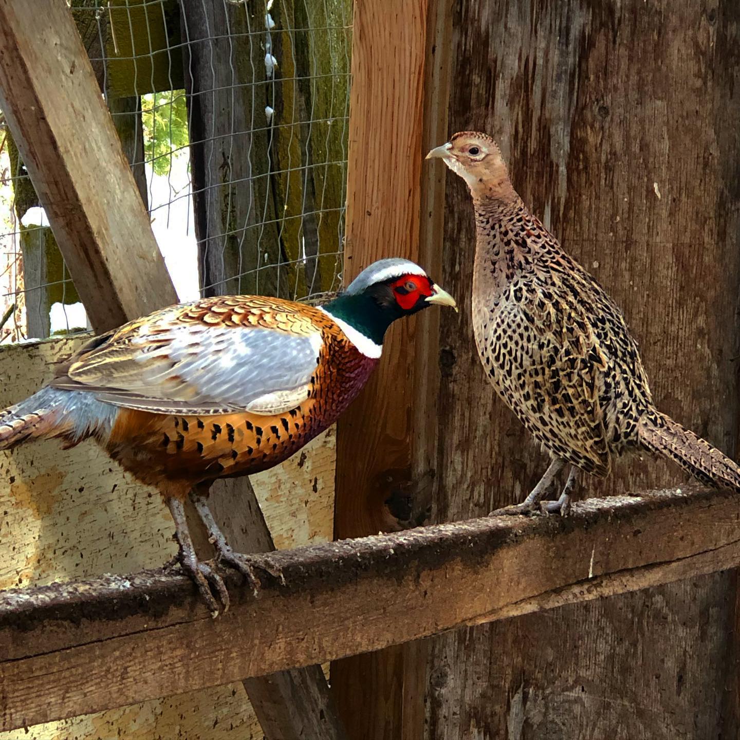 How to Raise Pheasants for Meat and Profit (Complete Guide)