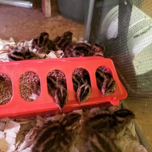 The Real Cost of Raising Jumbo Brown Coturnix Quail
