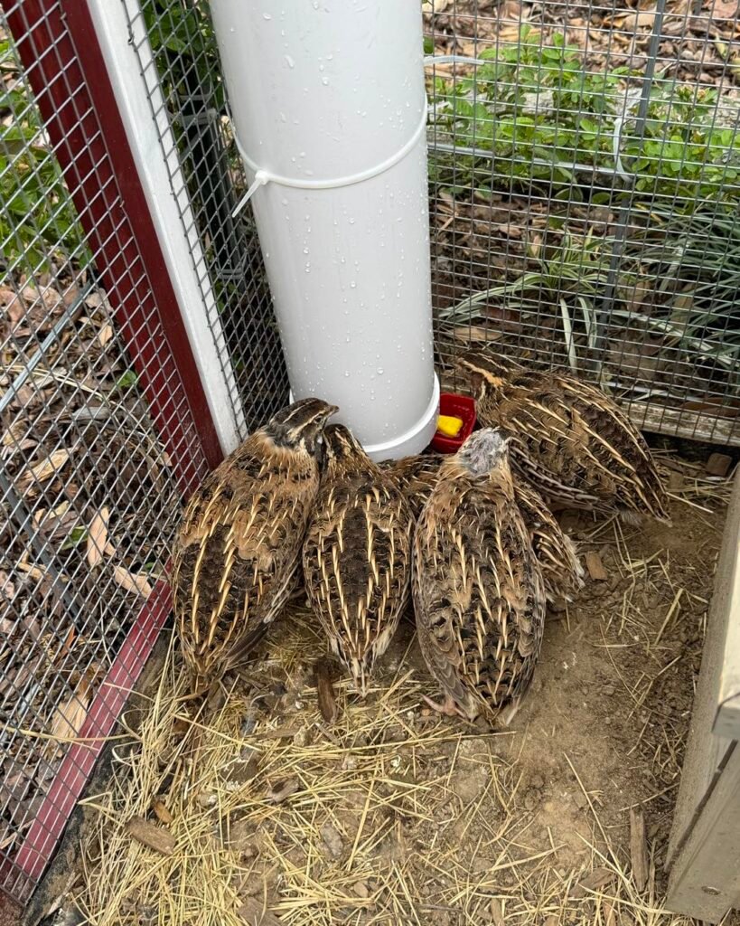 The Real Cost of Raising Jumbo Brown Coturnix Quail