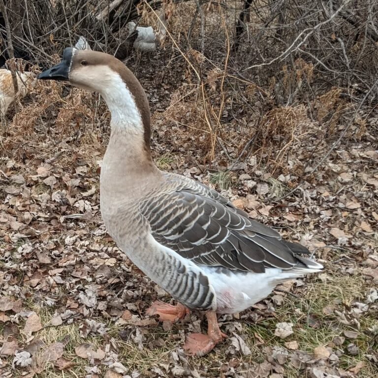 10 Domestic Goose Breeds for Backyard Farming