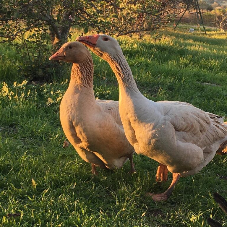 10 Domestic Goose Breeds for Backyard Farming