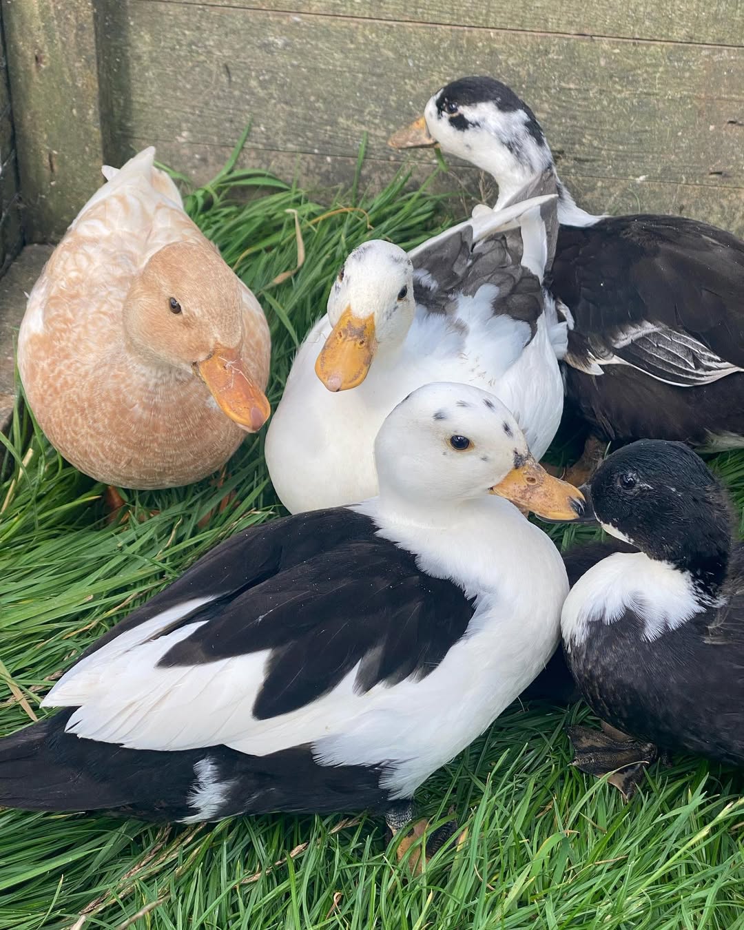 7 Bantam Duck Breeds for Eggs, Meat & Backyard Flocks