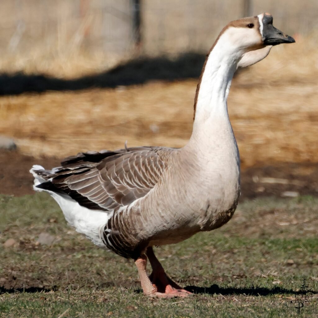 10 Domestic Goose Breeds for Backyard Farming