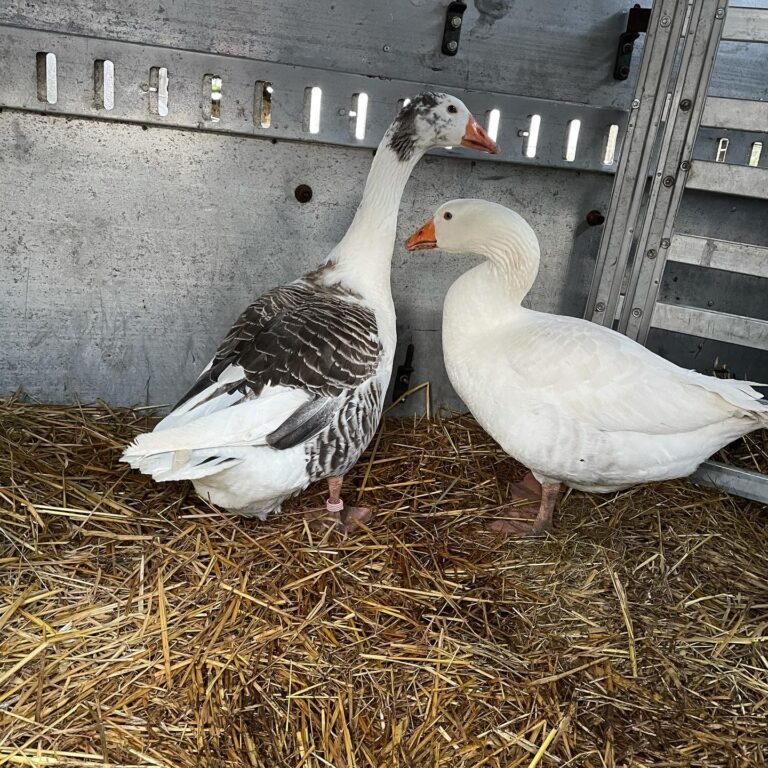 10 Domestic Goose Breeds for Backyard Farming