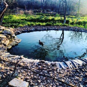 8 Ways to Keep Duck Pond Clean (With Preventive Tips)