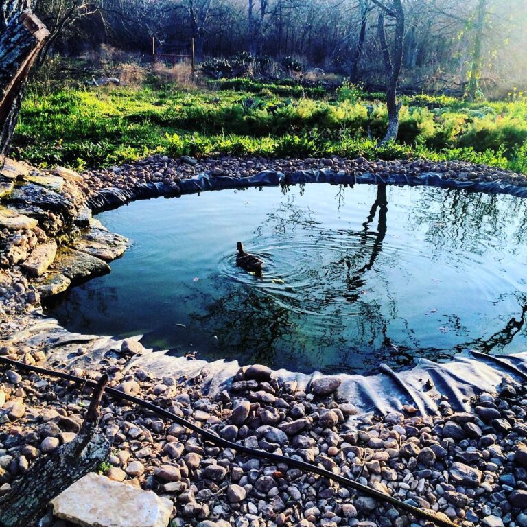 8 Ways to Keep Duck Pond Clean (With Preventive Tips)