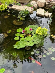 8 Ways to Keep Duck Pond Clean (With Preventive Tips)