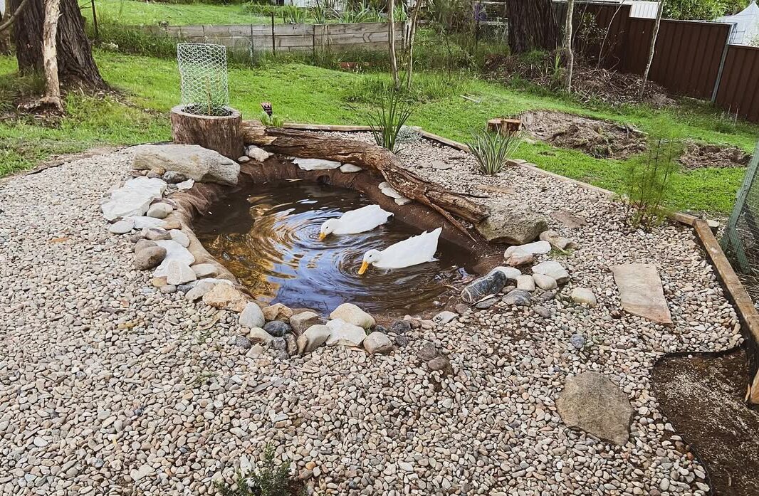 7 Creative Backyard Duck Pond Ideas for a Happy Flock