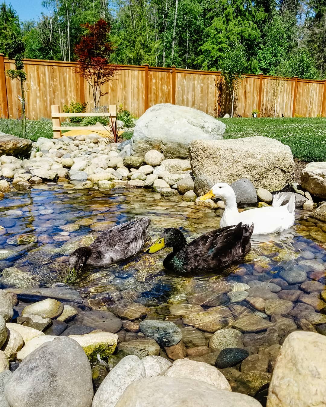 8 Ways to Keep Duck Pond Clean (With Preventive Tips)