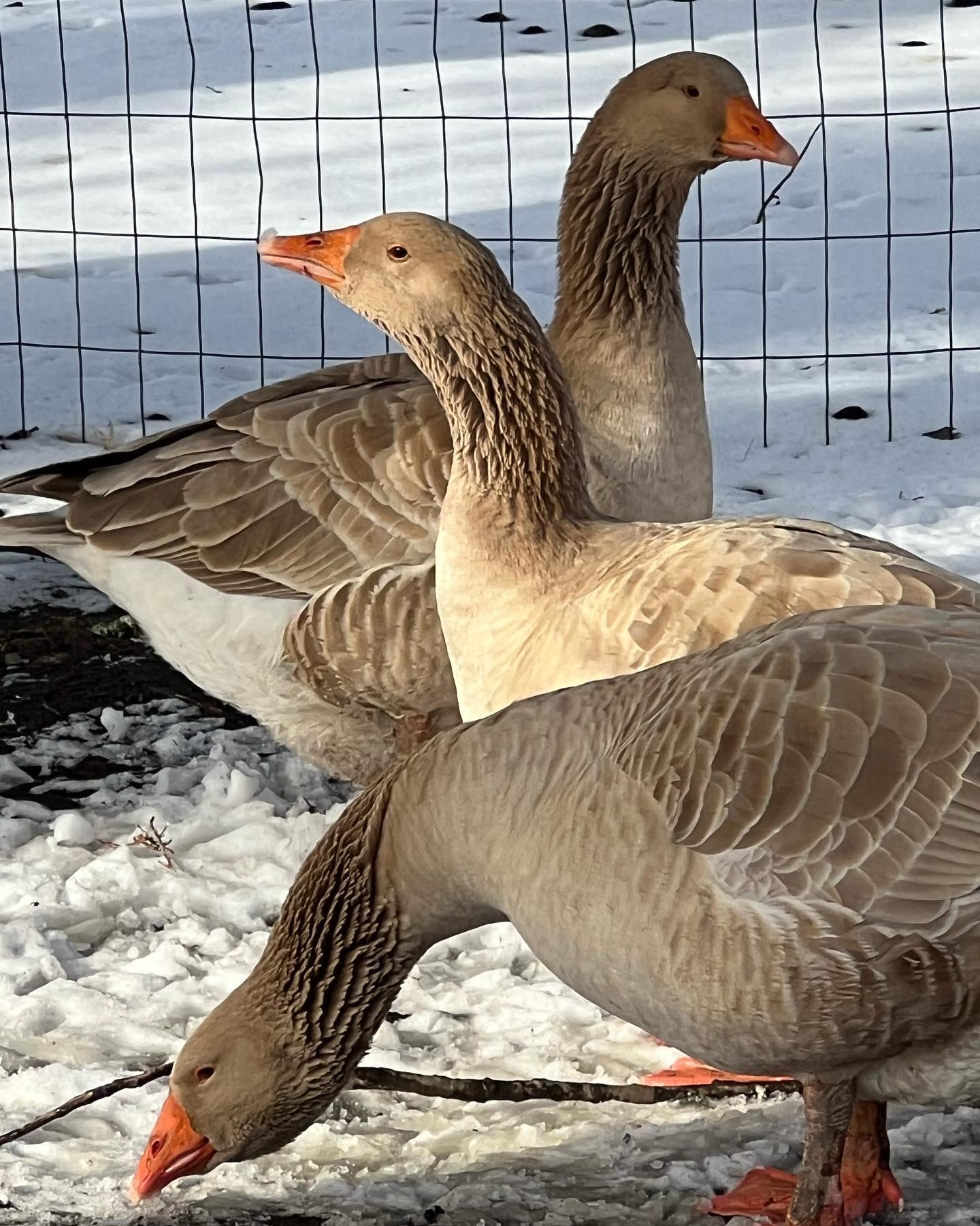 10 Domestic Goose Breeds for Backyard Farming