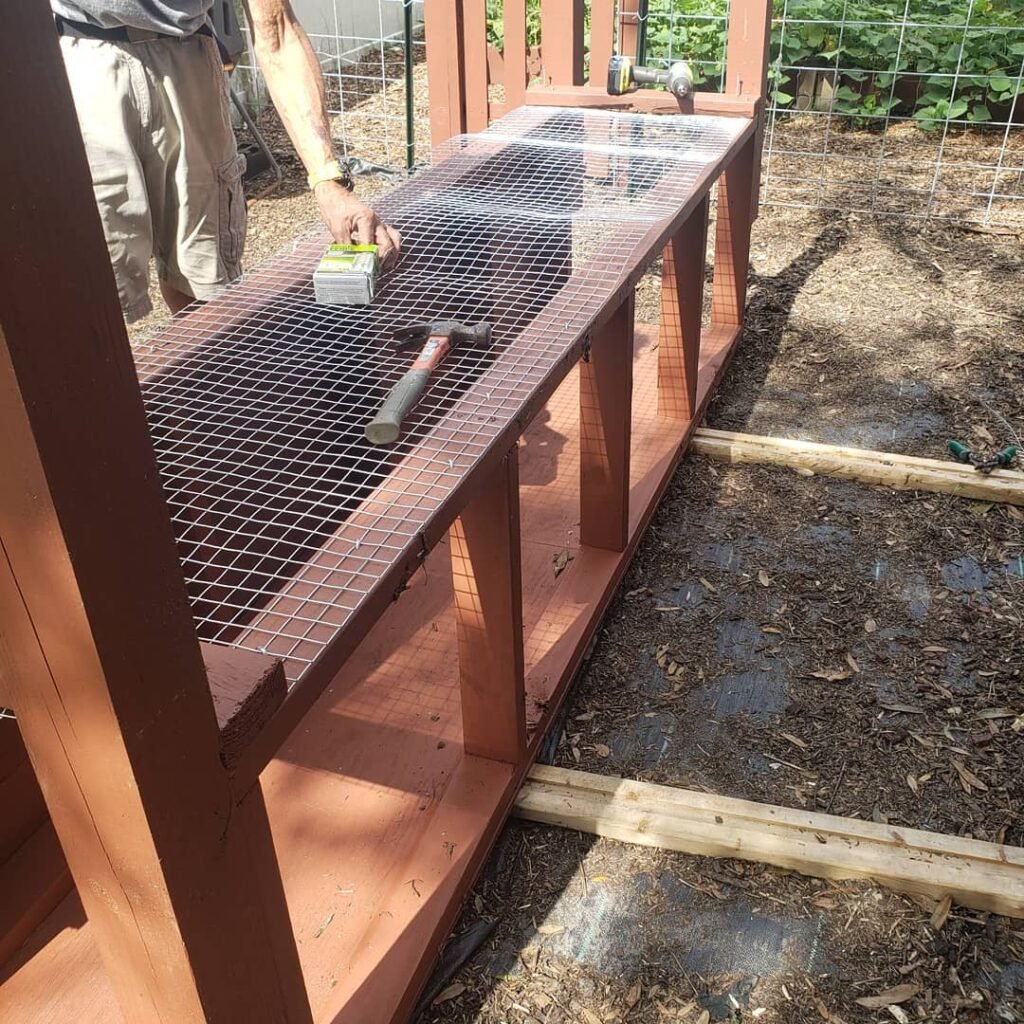7 Things I Wish I Knew Before Raising Quail in Backyard