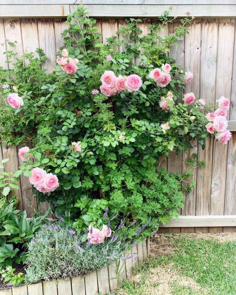 My Favorite Companion Planting Combos That Actually Work