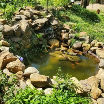 8 Ways to Keep Duck Pond Clean (With Preventive Tips)