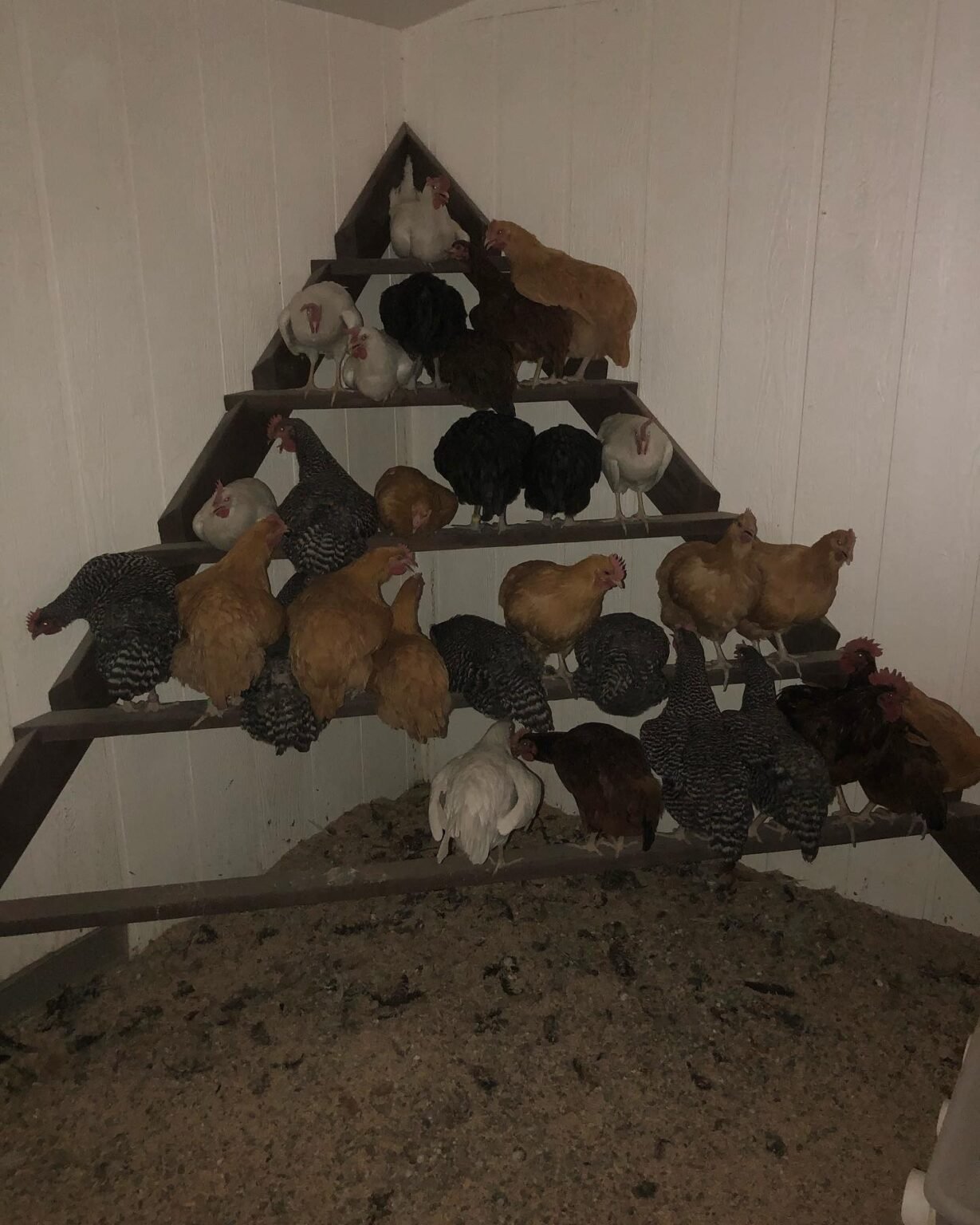 10 Genius Chicken Roost Ideas Your Flock Will Love