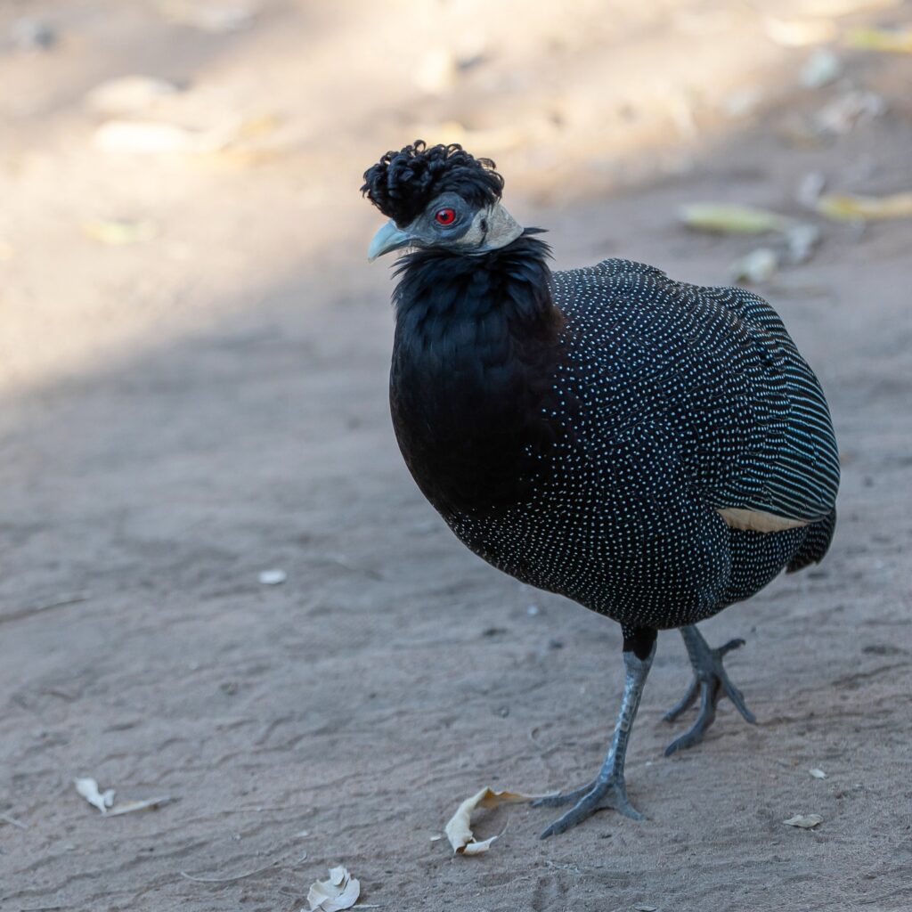 6 Types of Guinea Fowl to Raise (With Pictures)