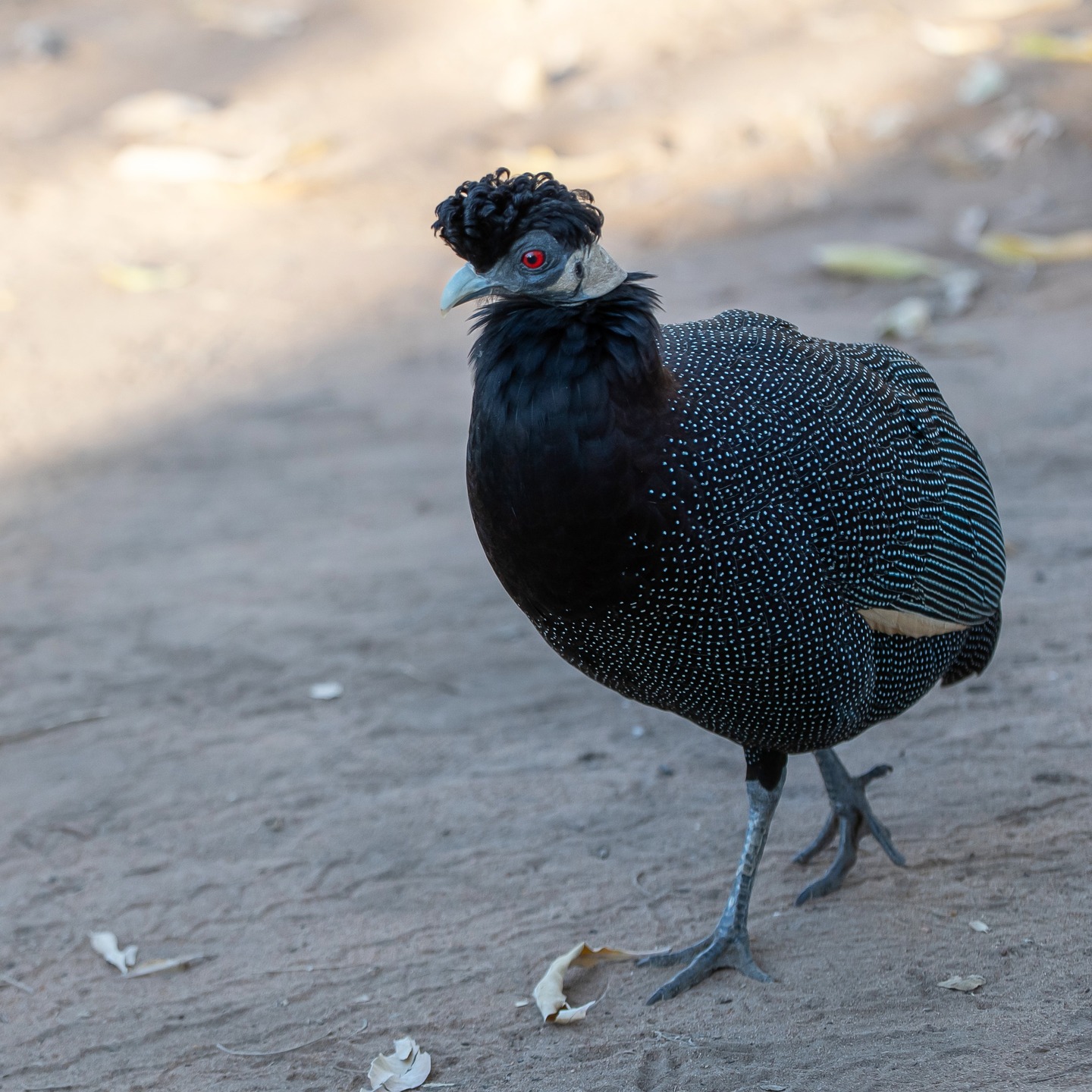6 Types of Guinea Fowl to Raise (With Pictures)