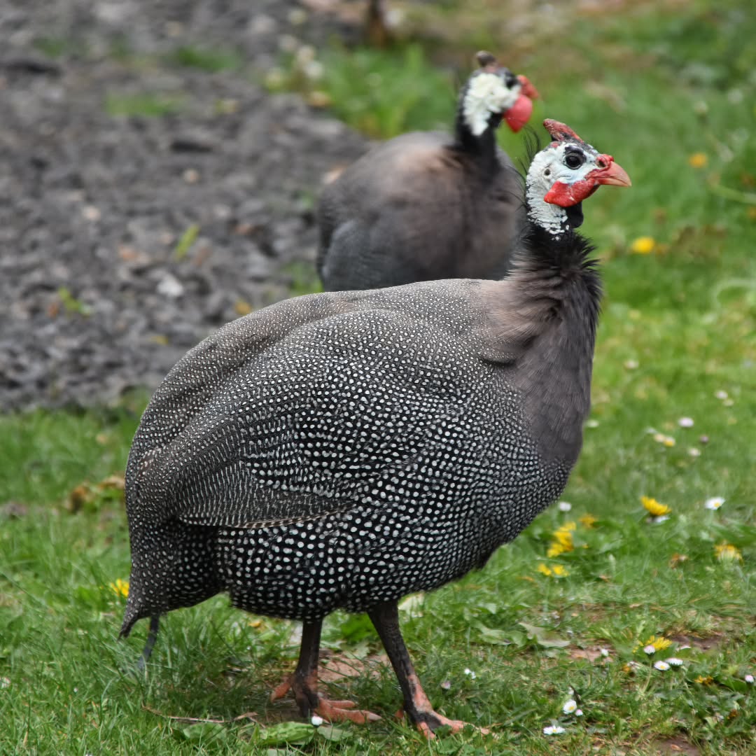 6 Types of Guinea Fowl to Raise (With Pictures)