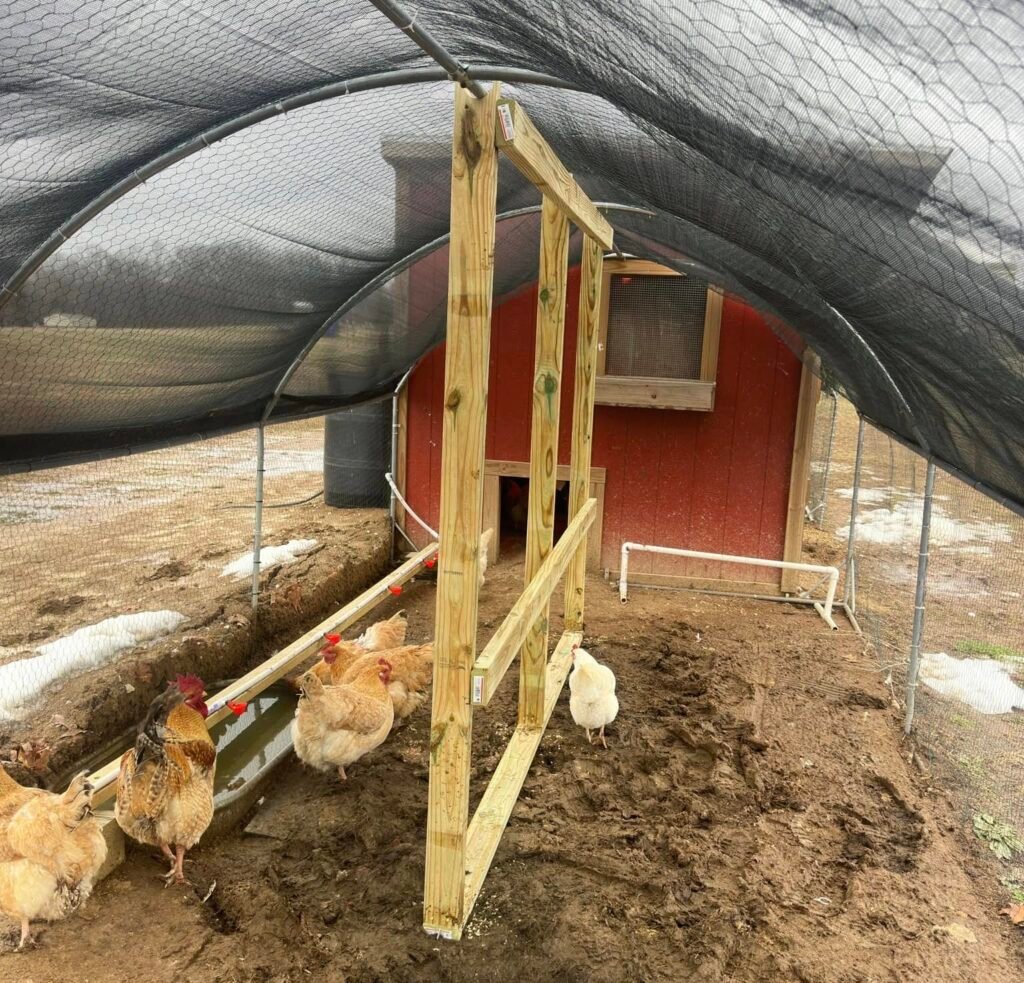 15 Best Chicken Run Ideas for Happy & Safe Backyard Flocks