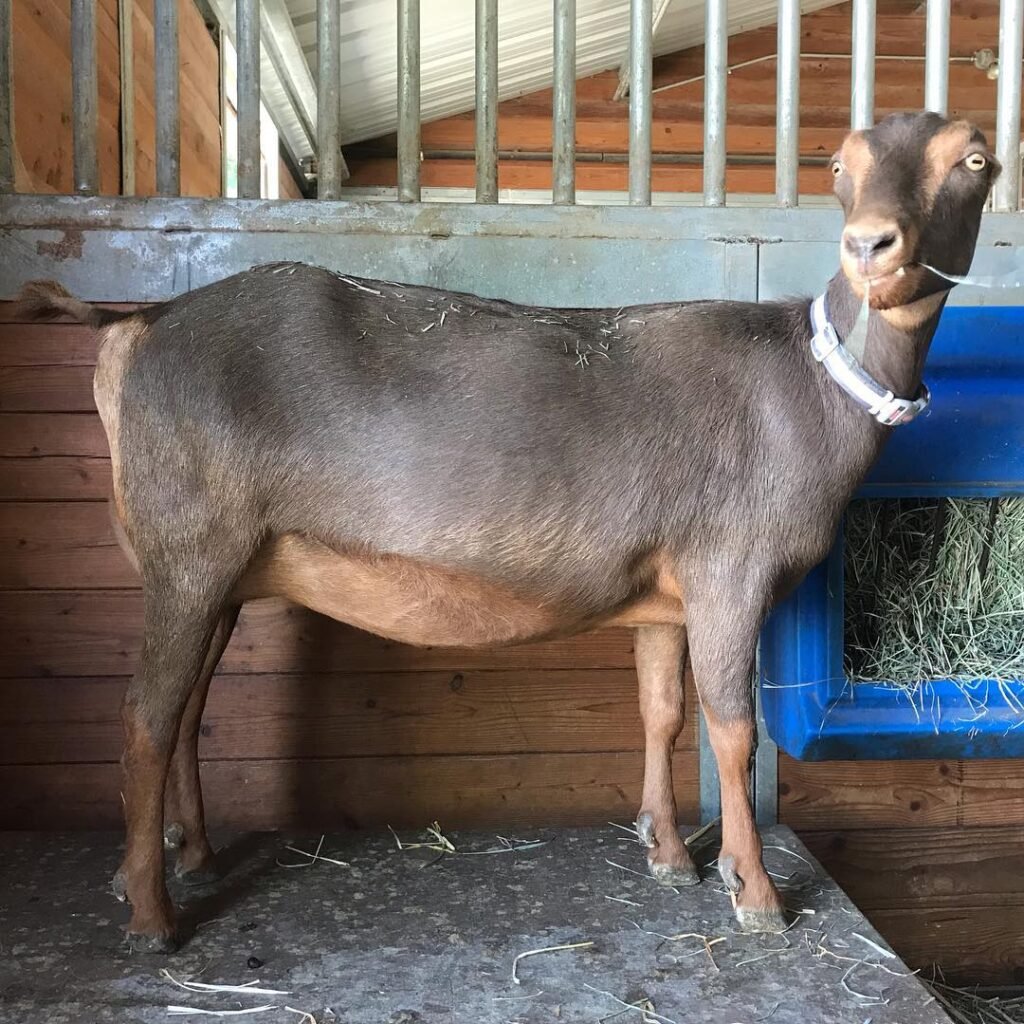 10 Best Goats for Meat and Milk (With Pictures)