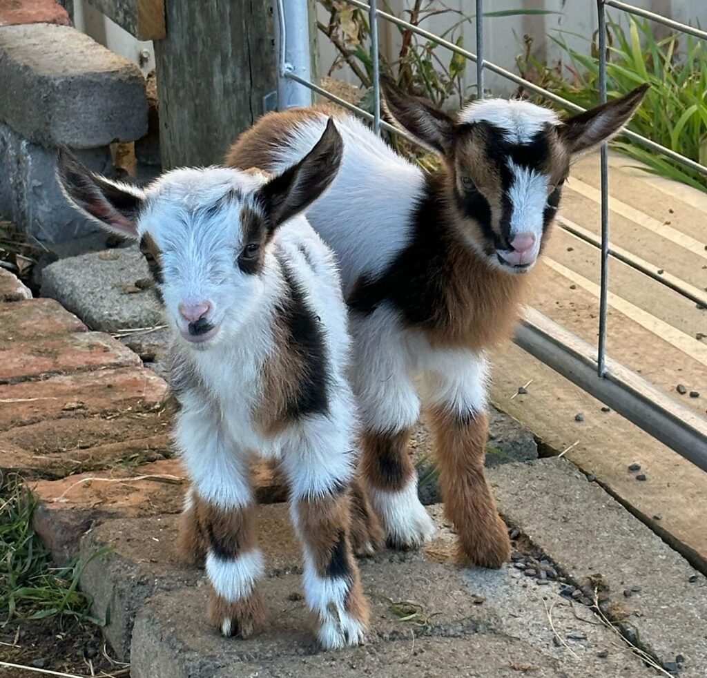 10 Best Goats for Meat and Milk (With Pictures)