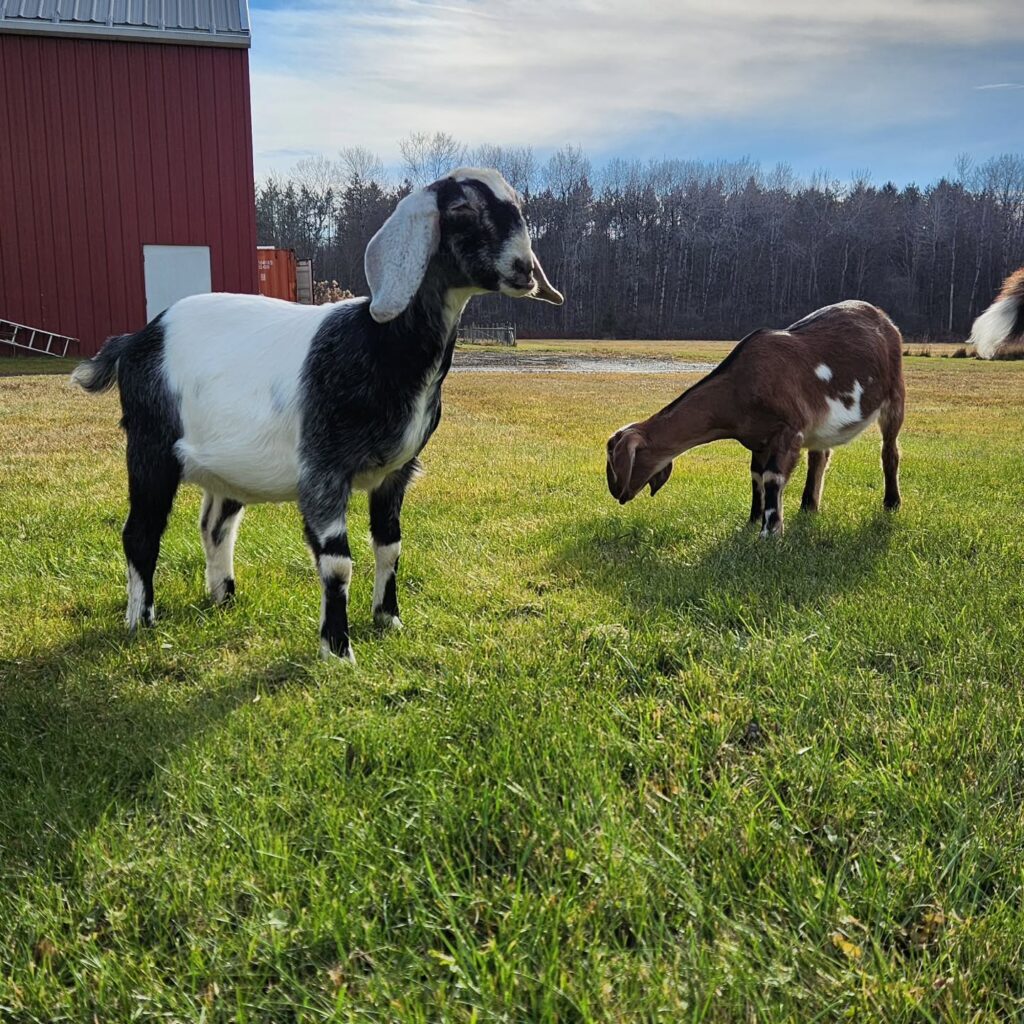 10 Best Goats for Meat and Milk (With Pictures)