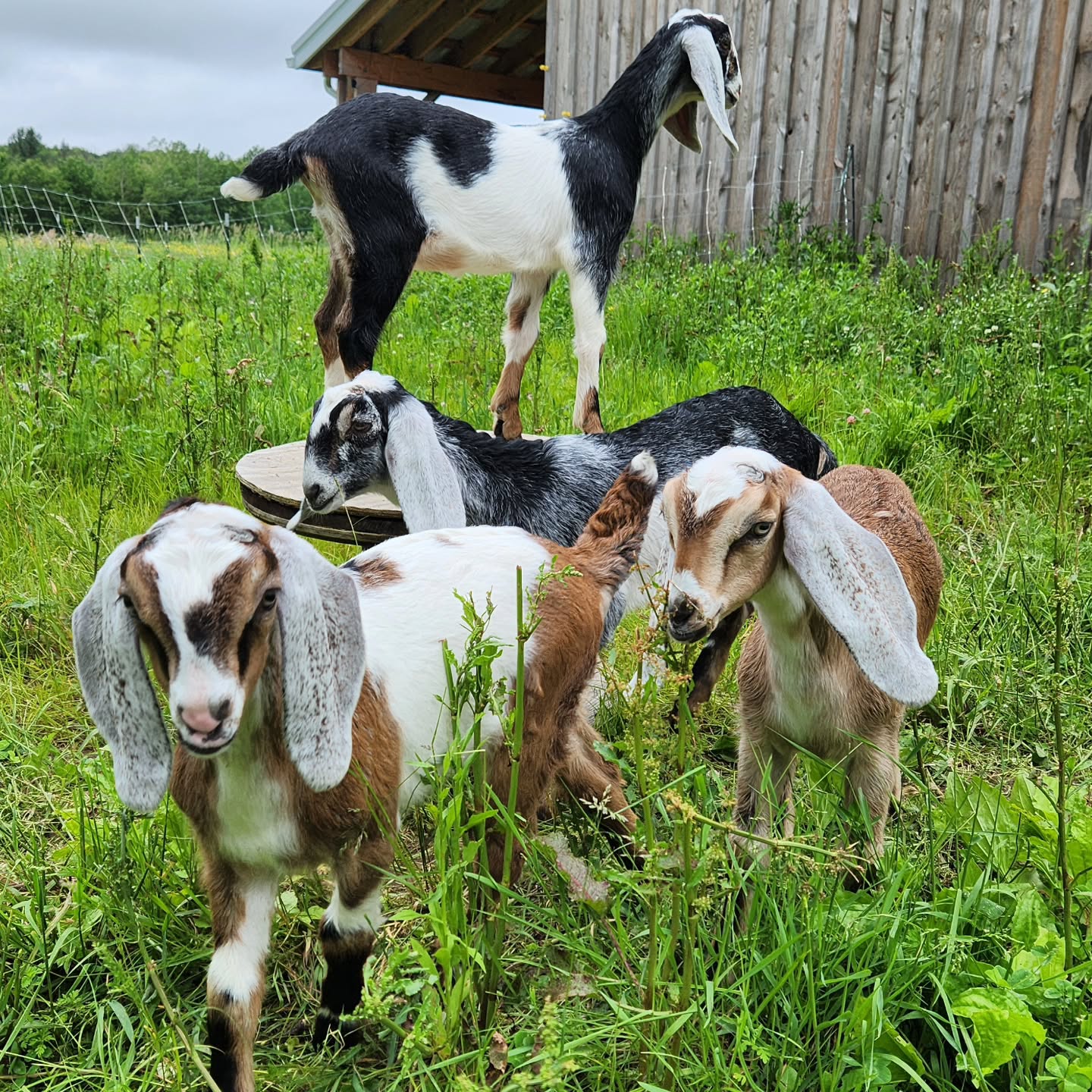 10 Best Goats for Meat and Milk (With Pictures)