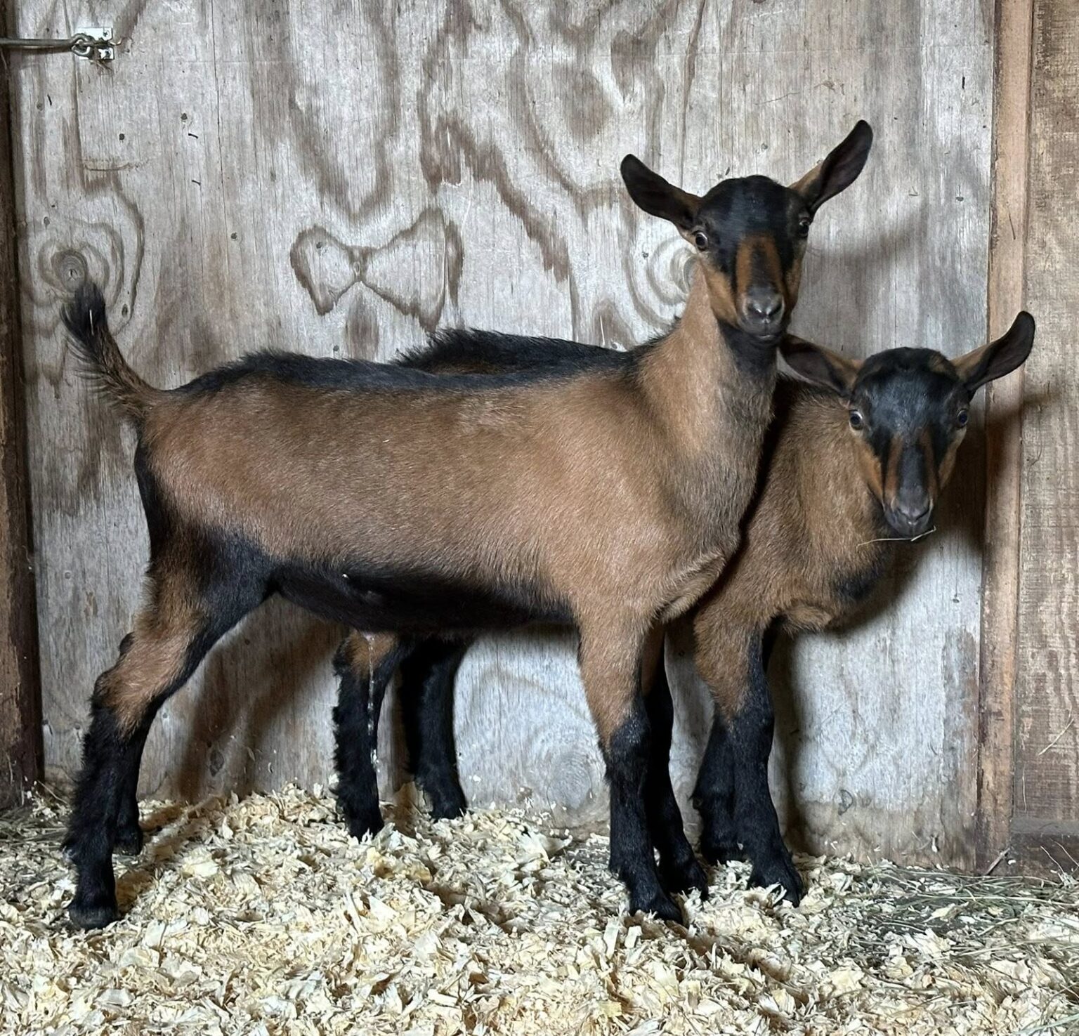 10 Best Goats for Meat and Milk (With Pictures)