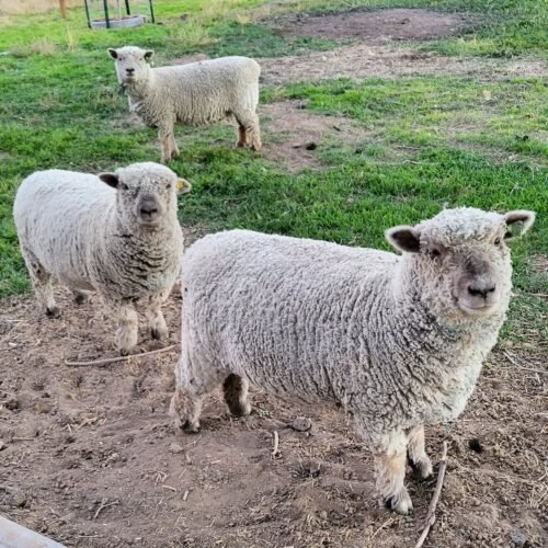 10 Best Sheep Breeds for Meat to Raise (with Pictures)